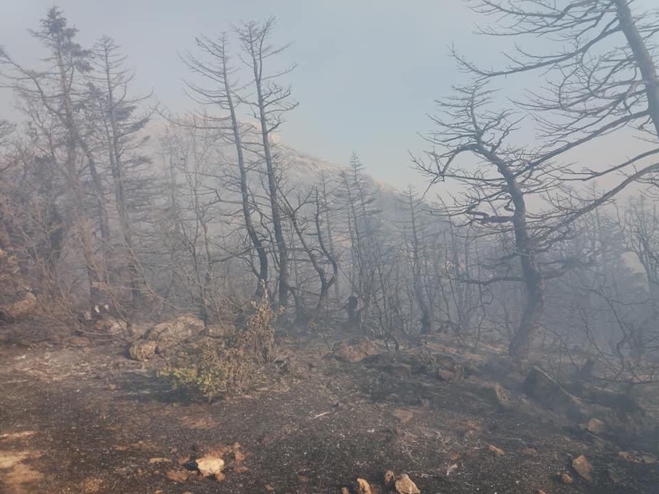 Fires devour thousands of hectares of forests in Hama & Latakia ...